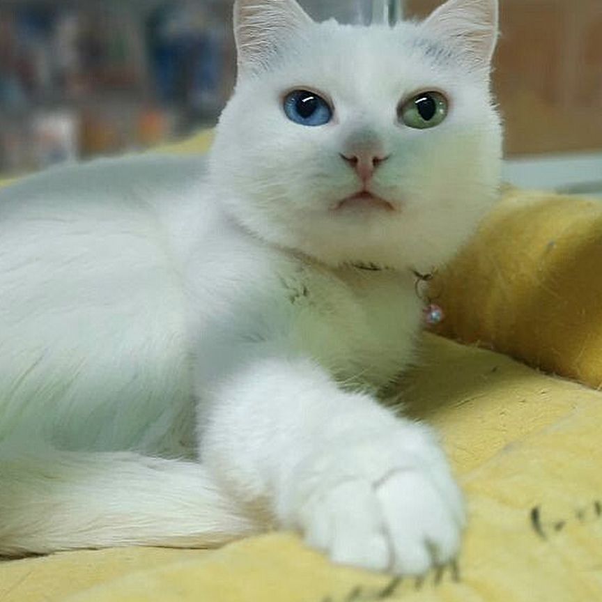 Взрослая, кошка в добрые руки