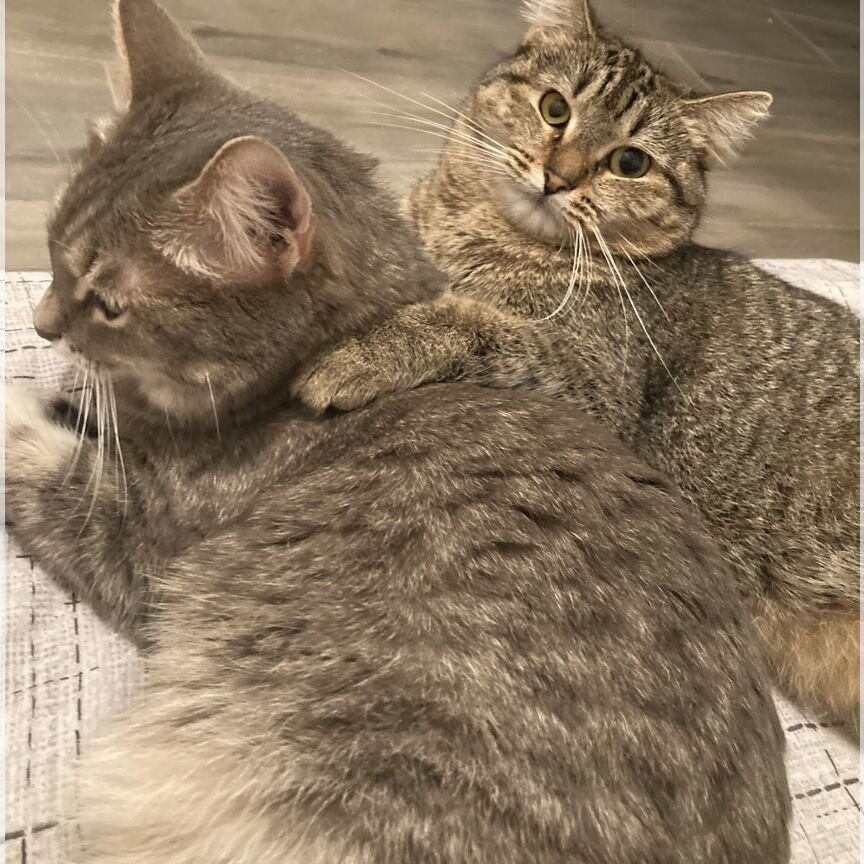 Взрослая кошка в добрые руки