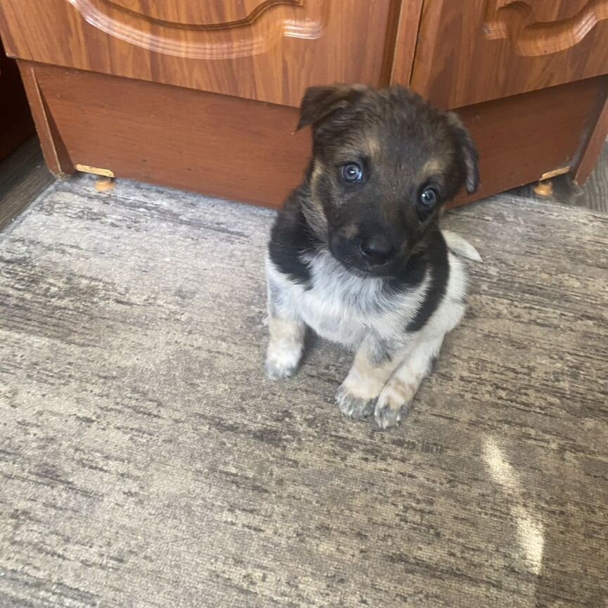 Щенок 1 мес мальчик