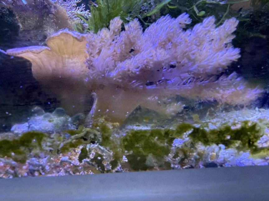 Кладиела капнелла - морской коралл