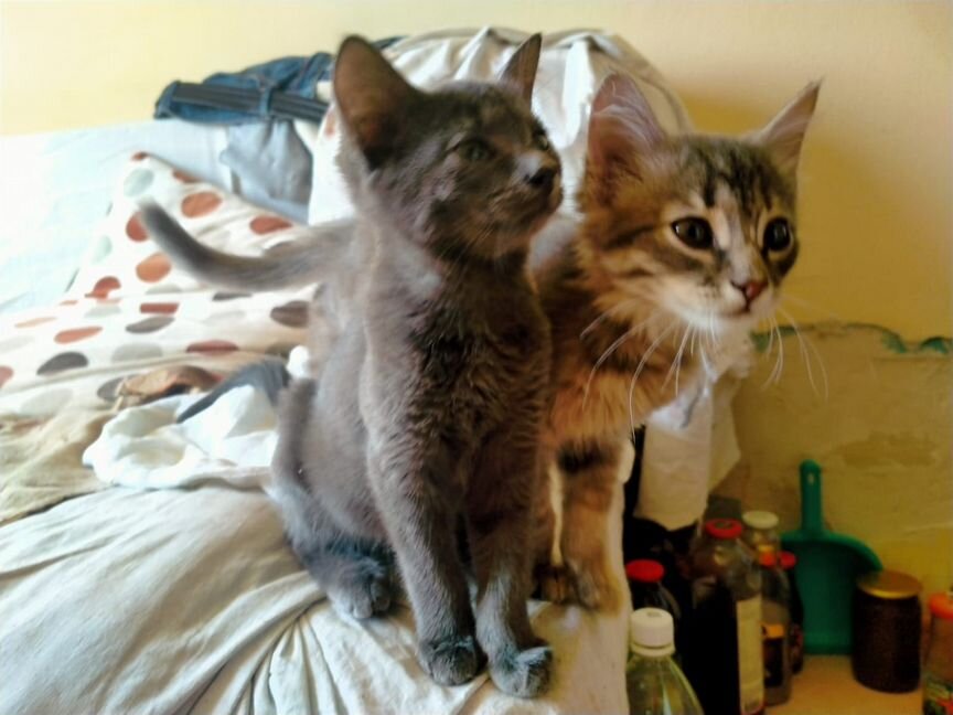 Котята в добрые руки