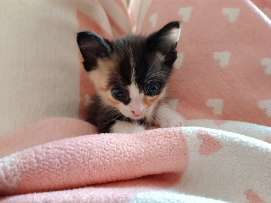 Шпуля ищет дом