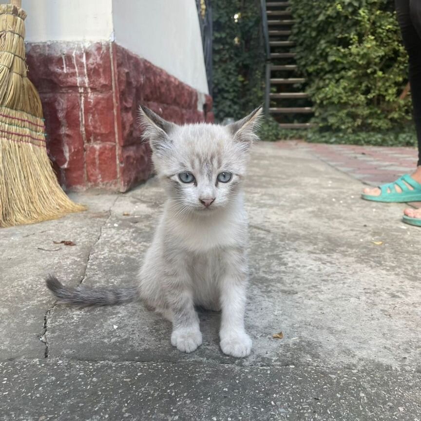 Отдам котенка в добрые руки