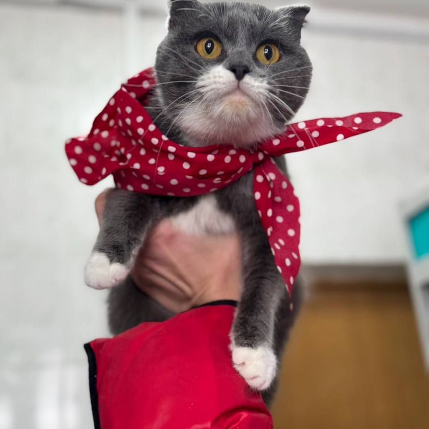 Взрослая, кошка в добрые руки