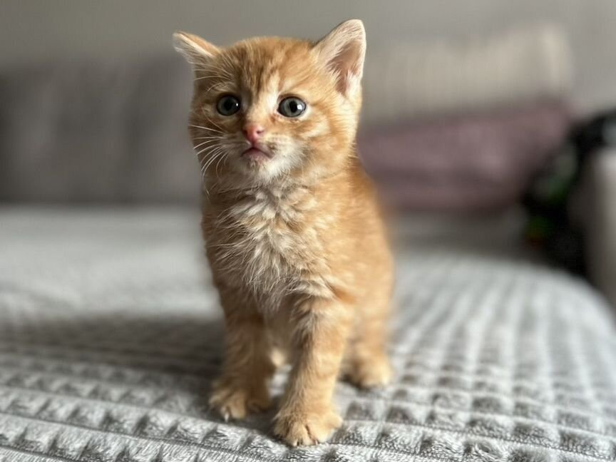 Рыжий котенок мальчик