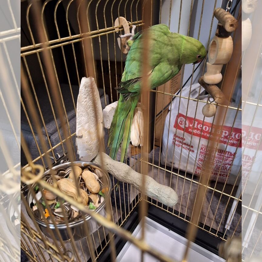 Ожереловый попугай