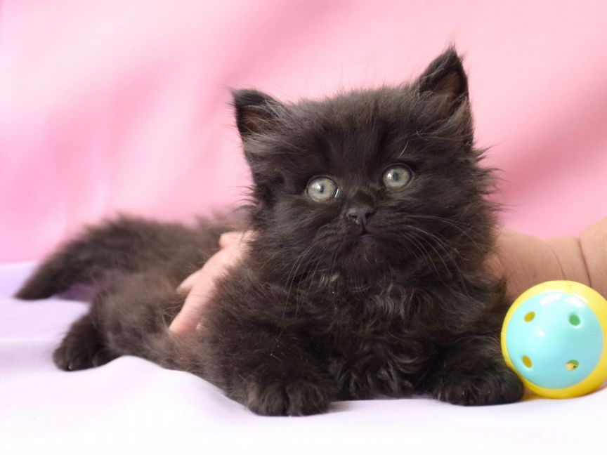 Котёнок мальчик в поисках дома