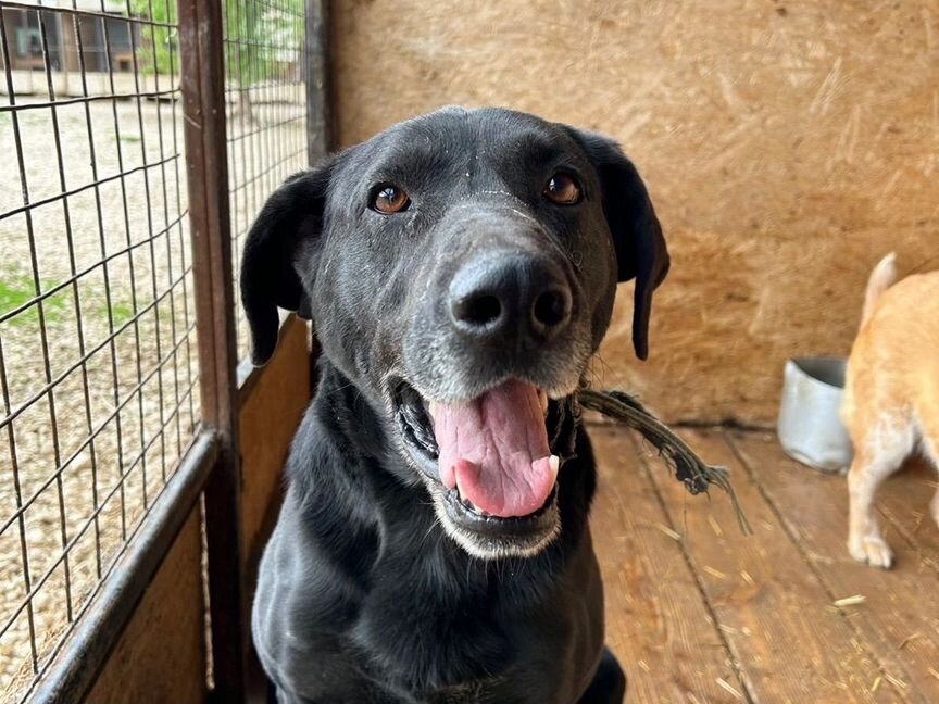 Пёс Талисман в добрые руки
