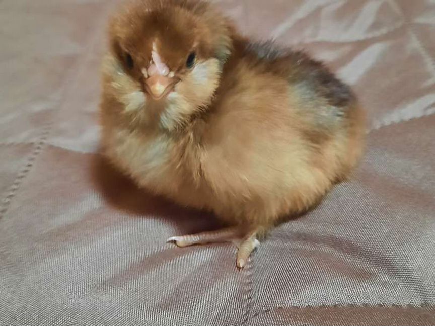 Цыплята домашние