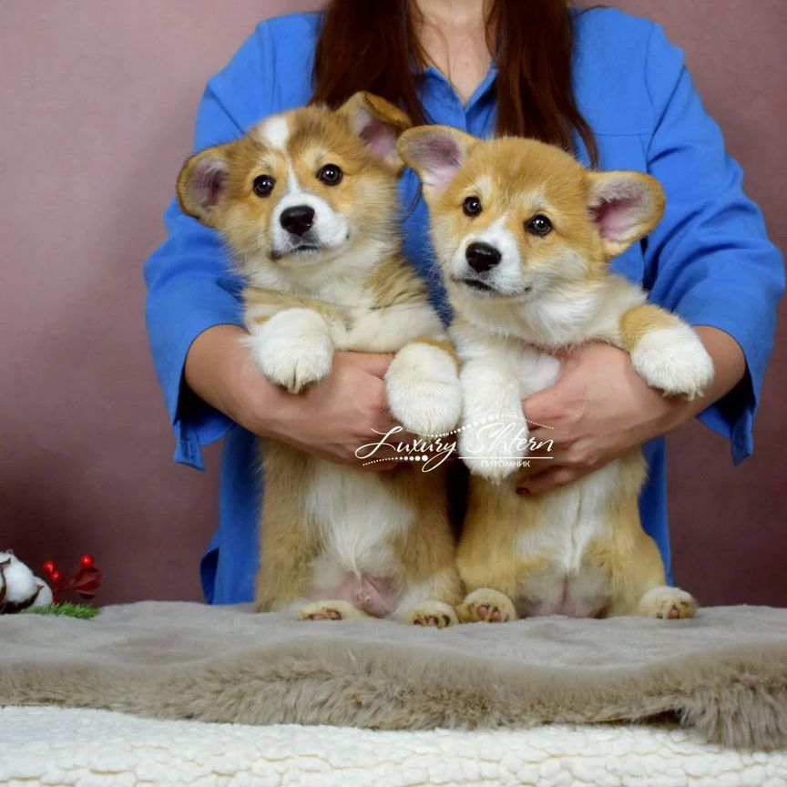 Славные детки корги