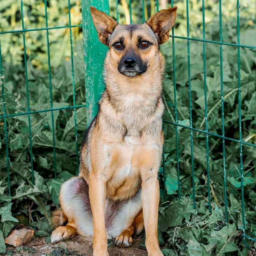 Джули из приюта ждёт своего человека