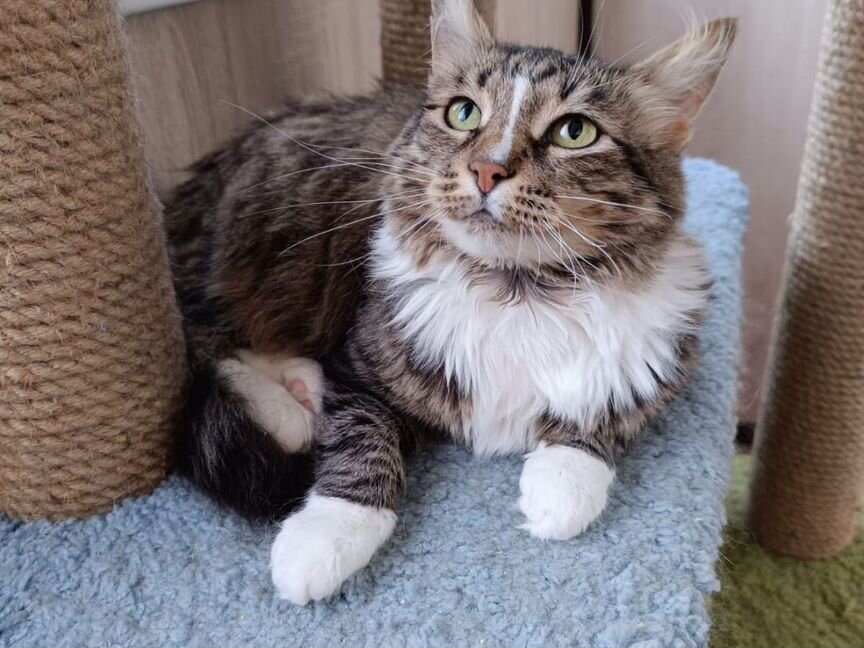 Сибирской кошке нужна передержка