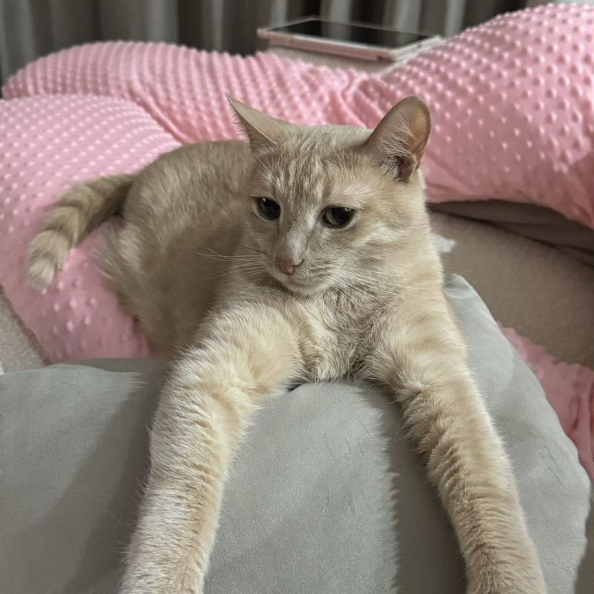Котик в добрые руки