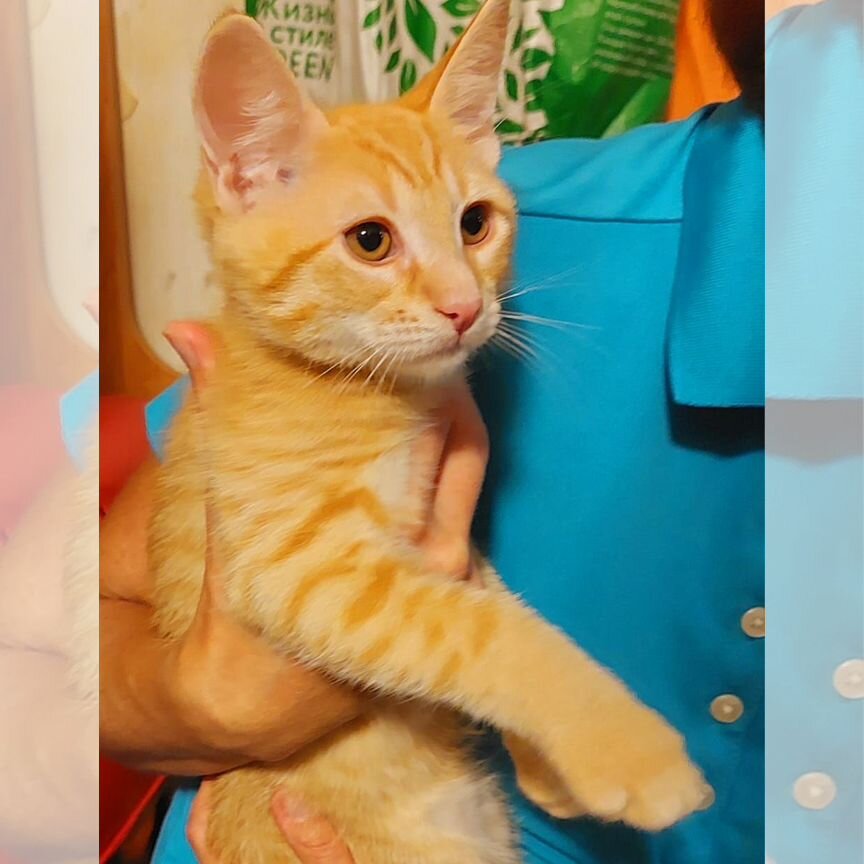 Рыженькие котята близняшки