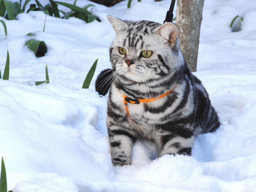 Британский кот вязка