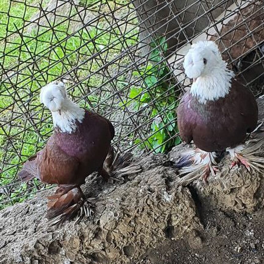 Голуби благодарненские