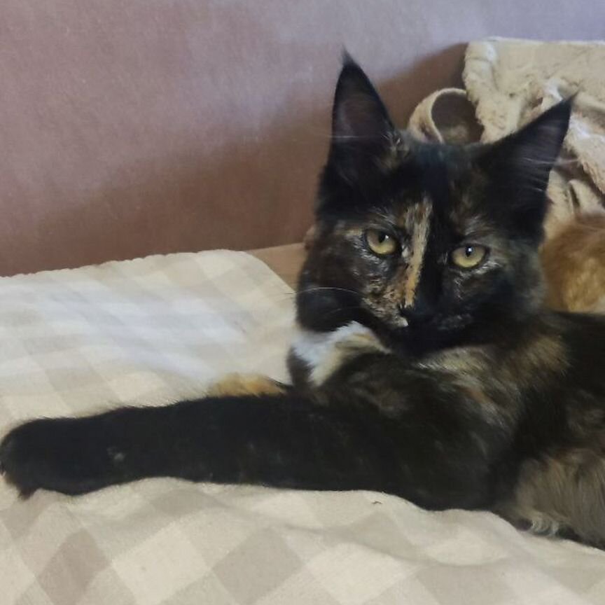 Котенок