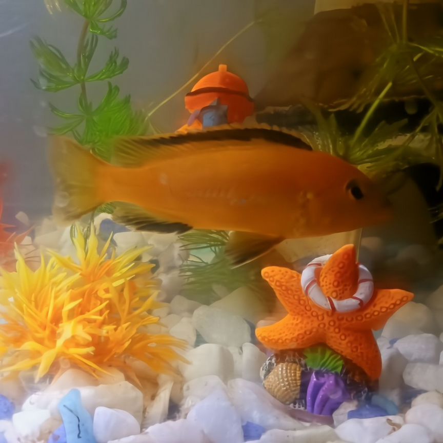 Лабидохромис еллоу