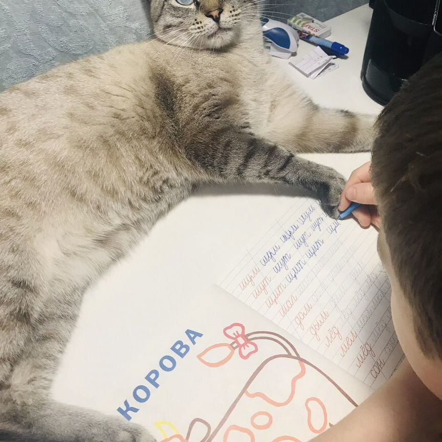 Кот