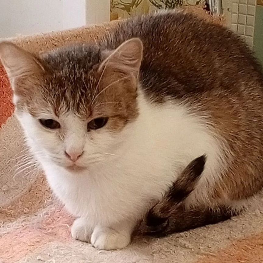 Взрослая, кошка в добрые руки
