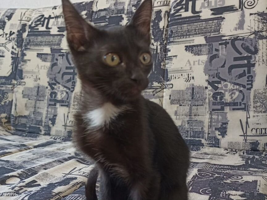 Отдам в дар котёнка