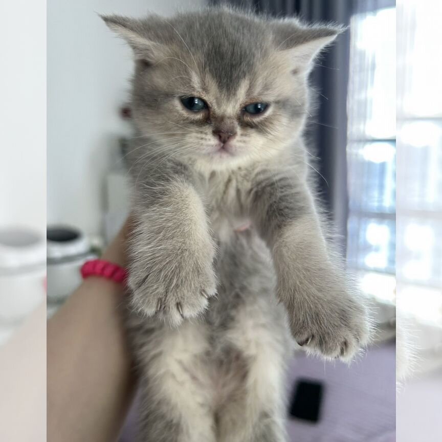 Шотландская прямоухая котята