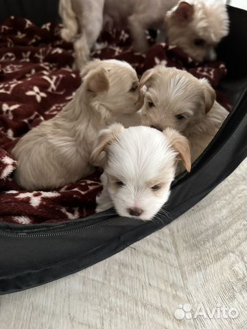 Йоркширский терьер голдаст