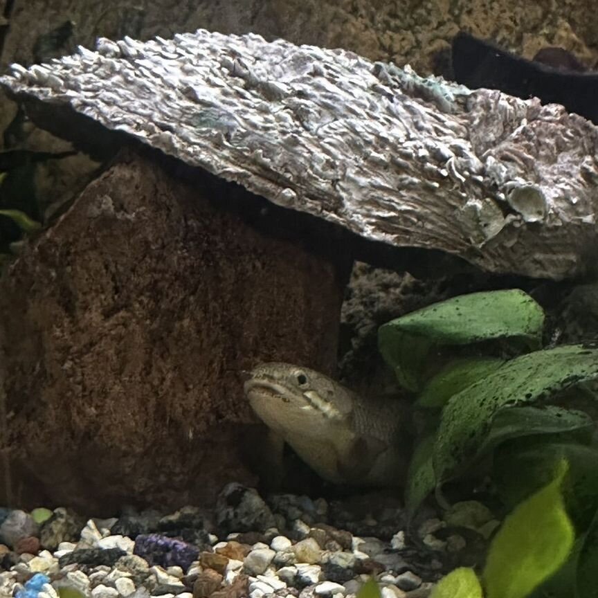 Полиптерус сенегальский