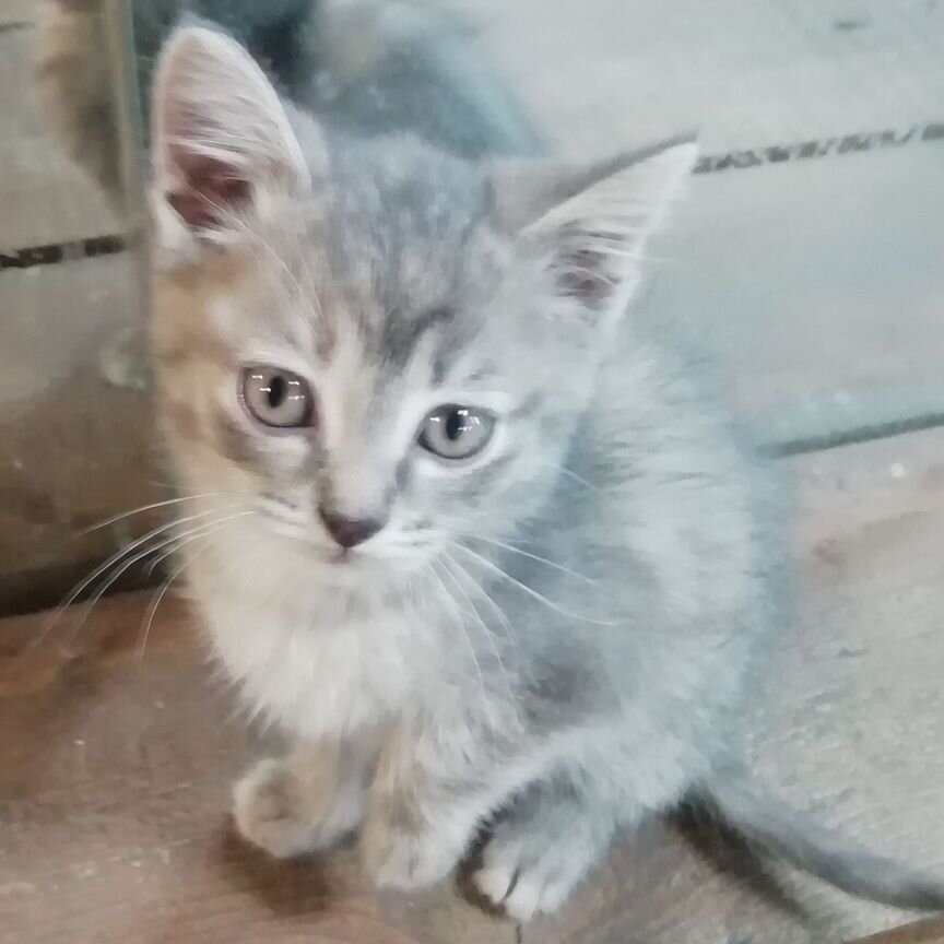 Котёнок в добрые руки