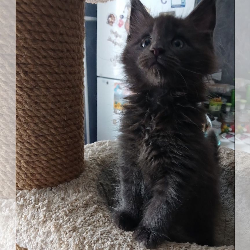 Мейн-кун котёнок