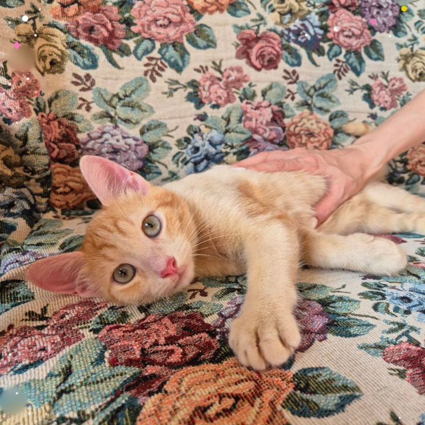 Ласковый котёнок в добрые руки