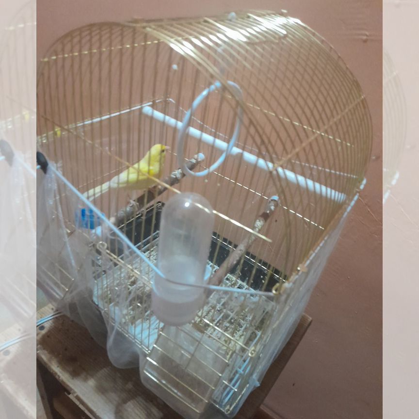 Канирейка кенар с клетки