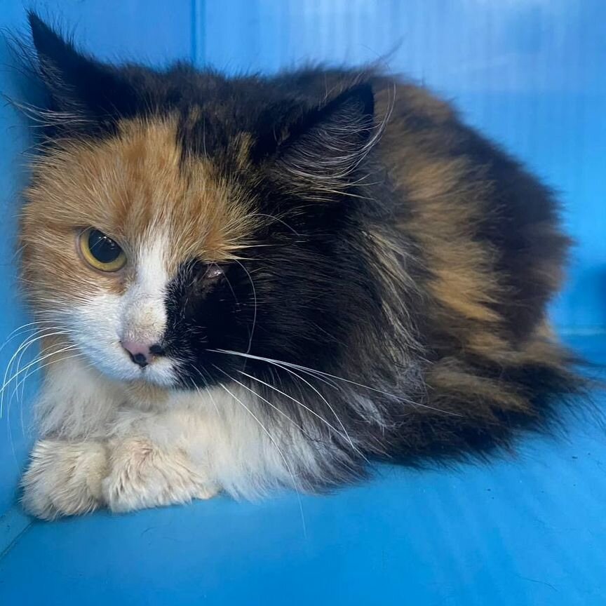 Кошка с одним глазом ищет дом