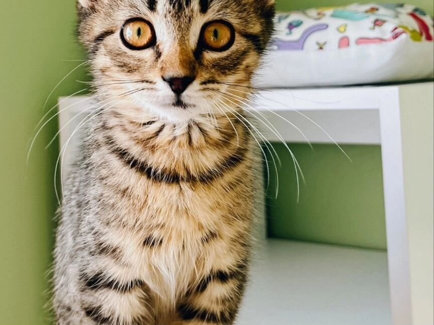 Самый ласковый котенок на свете
