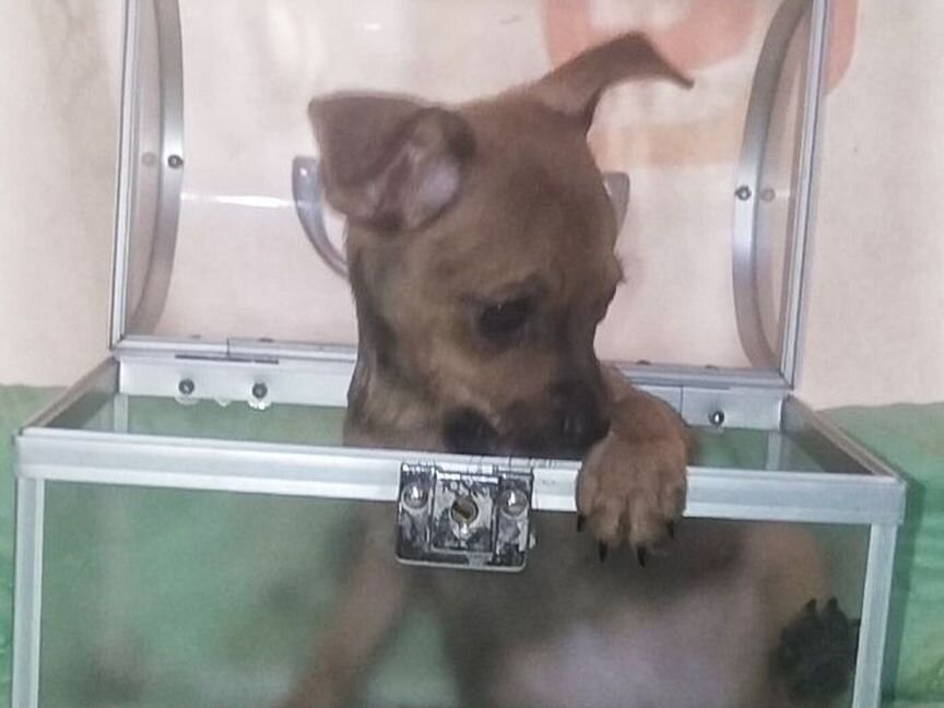 Русский той