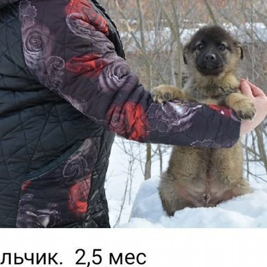 Щенок мальчик