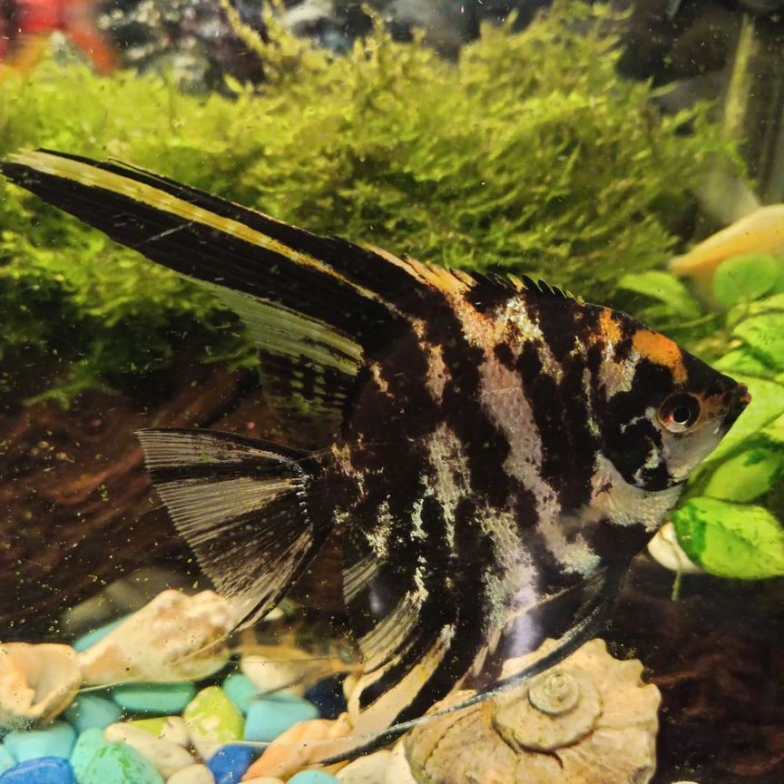 Рыба в аквариум Скалярии, Гурами