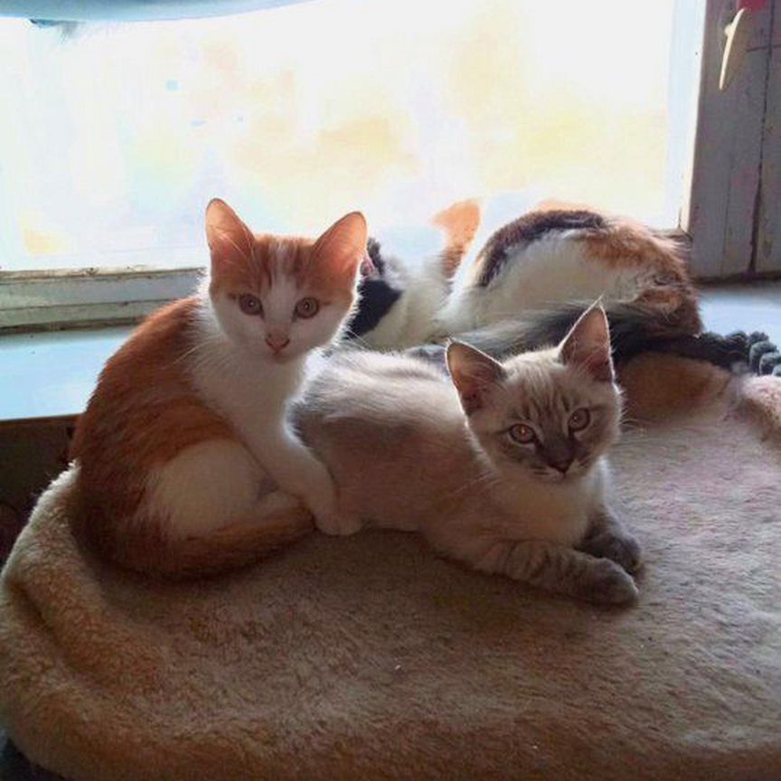 Котики Тоша и Иней (3 мес.)