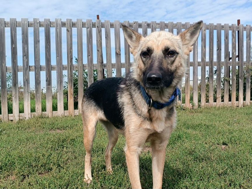 Весёлая собачка Даша