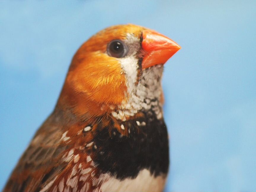 Амадин зебровый самец редкого окраса