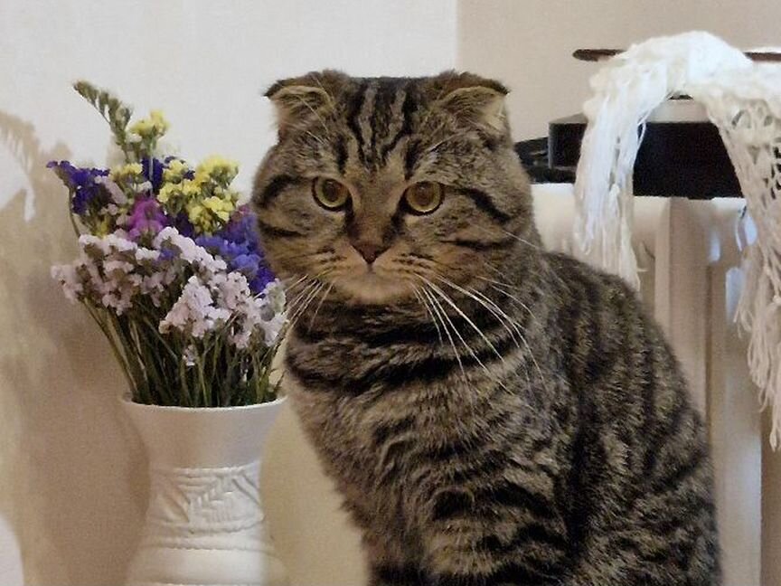 Кот на вязку