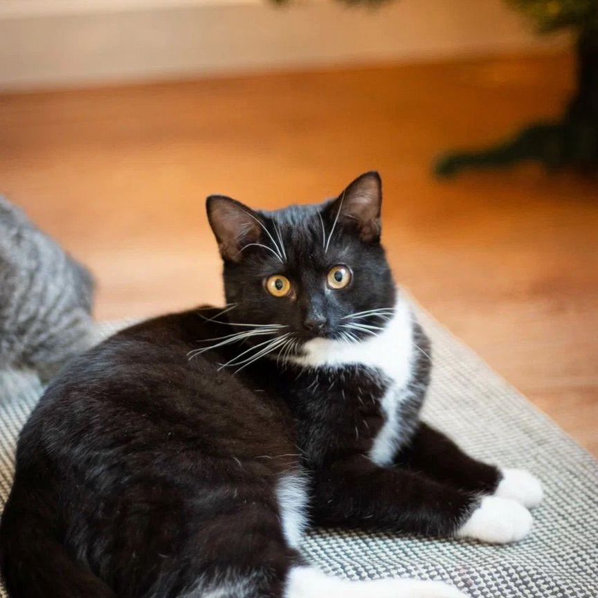 Котик Маркиз