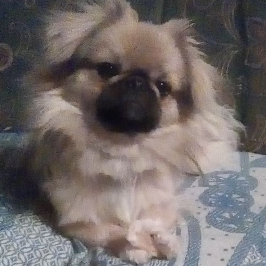 Пекинес, щенок