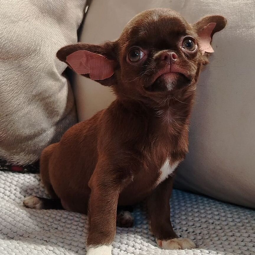 Чихуахуа, щенок