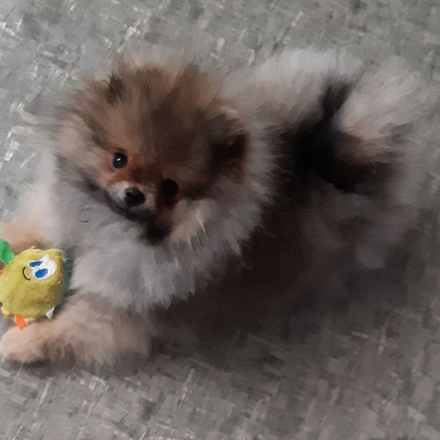 Померанский шпиц, щенок