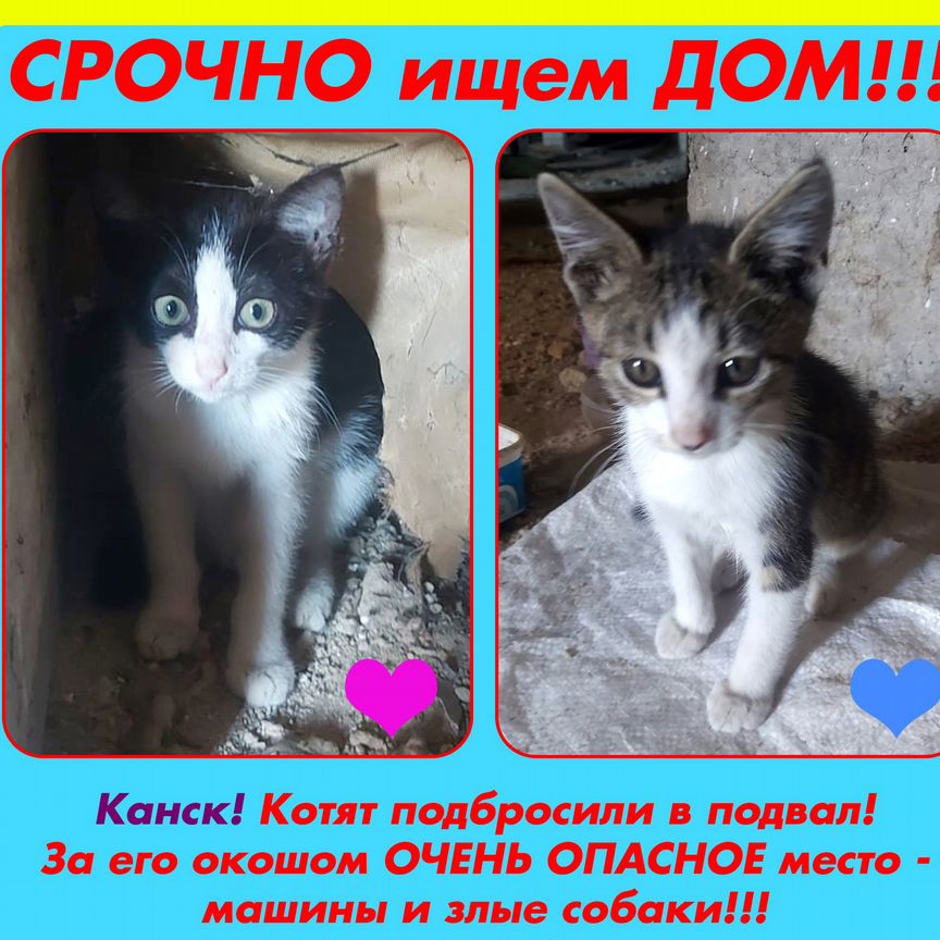 Котята в добрые руки бесплатно