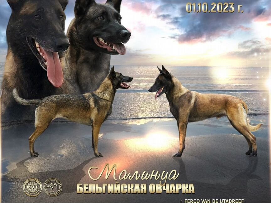 Щенки Малинуа