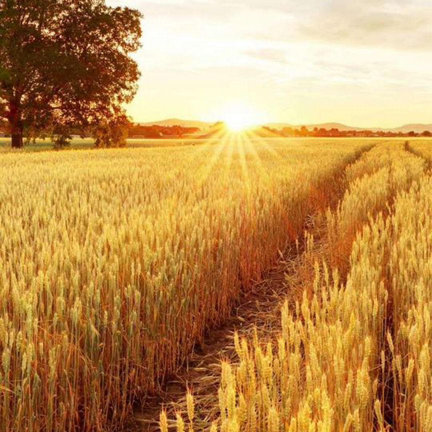 Зерно на корм