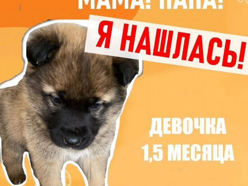 Щенок девочка