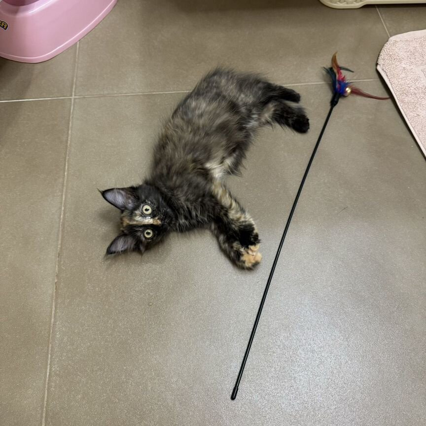Котенок в добрые руки